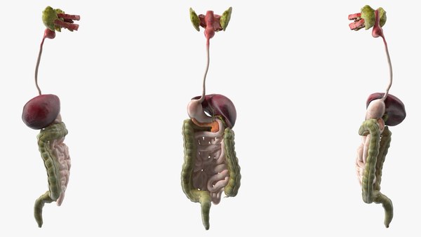 3D Boy Digestive System model - TurboSquid 1828859