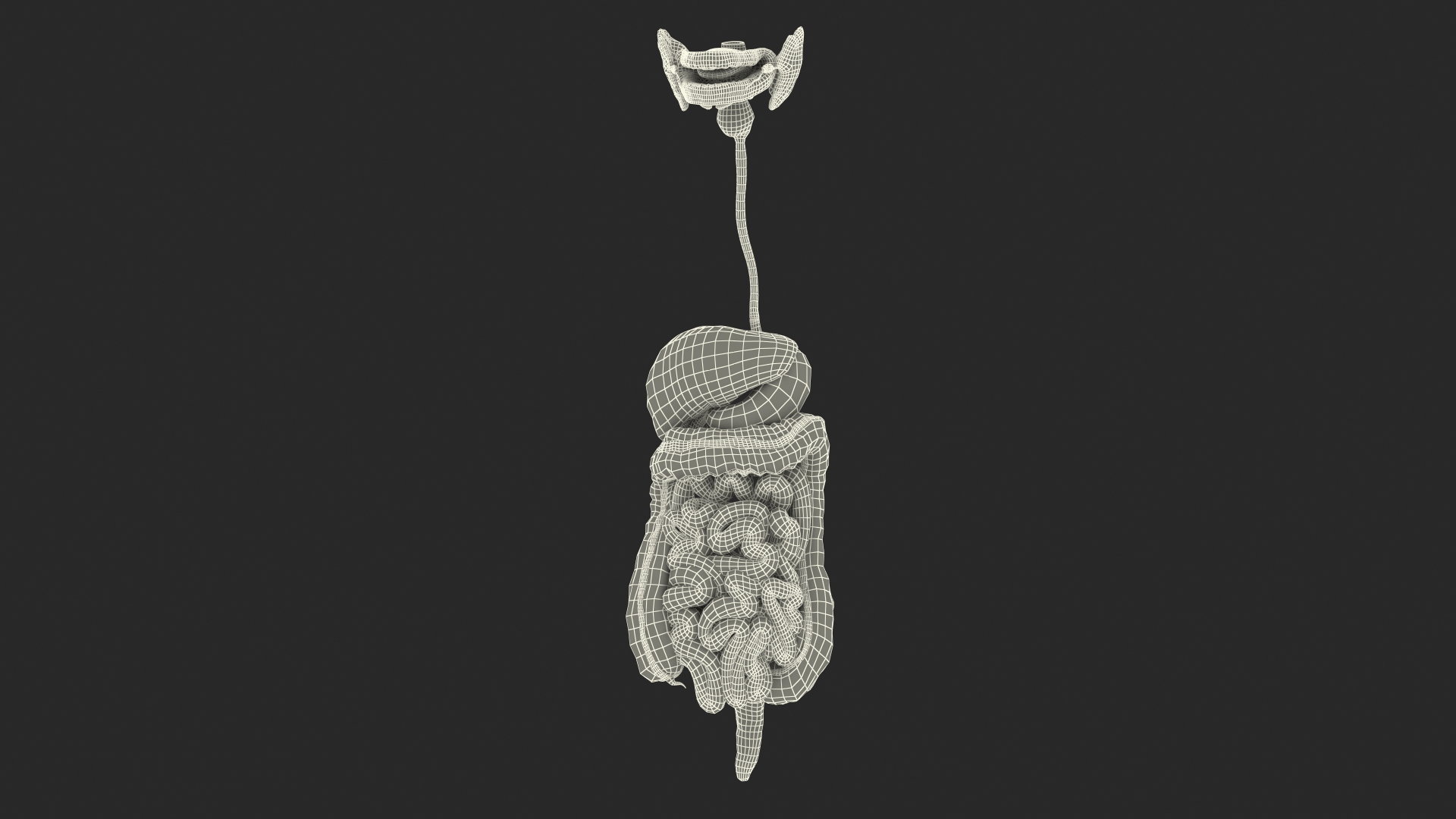 3D Boy Digestive System model - TurboSquid 1828859