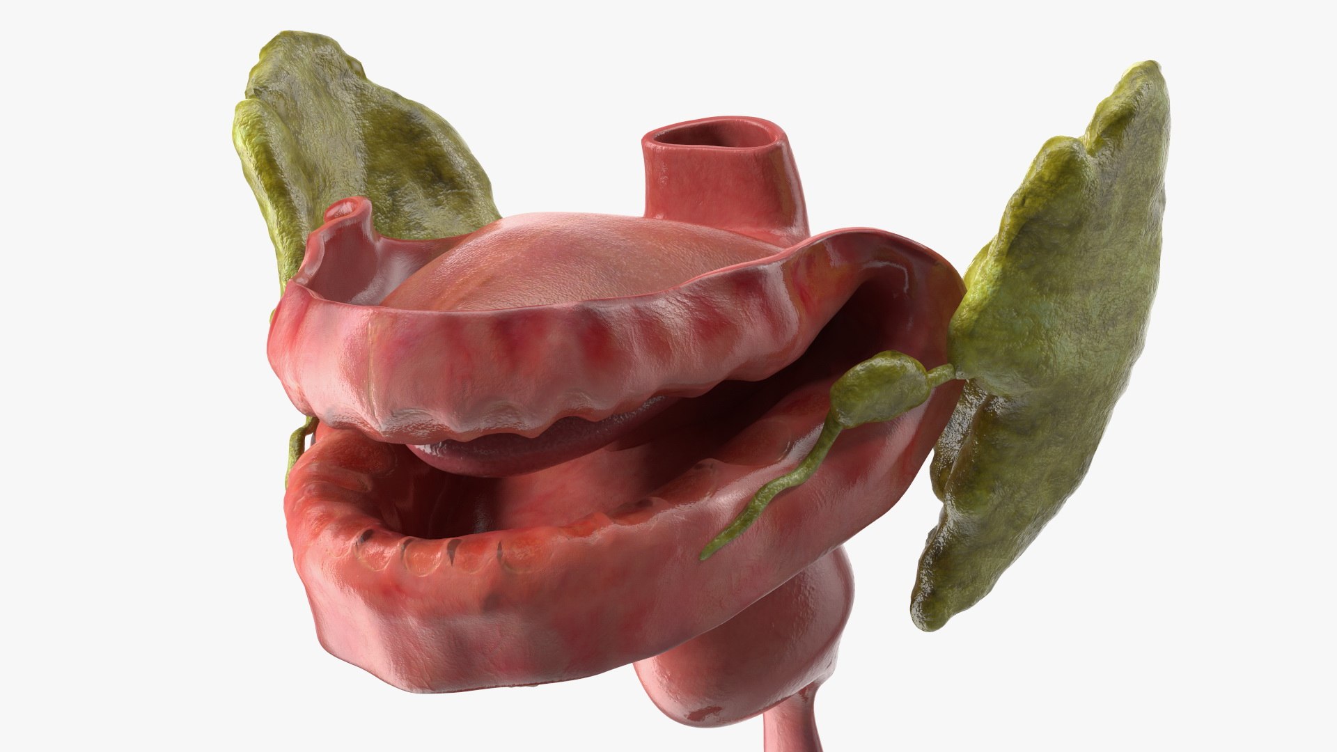 3D Boy Digestive System model - TurboSquid 1828859