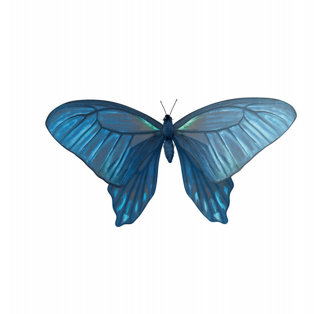 ButterflyAnimationC4D 3D - TurboSquid 2205364