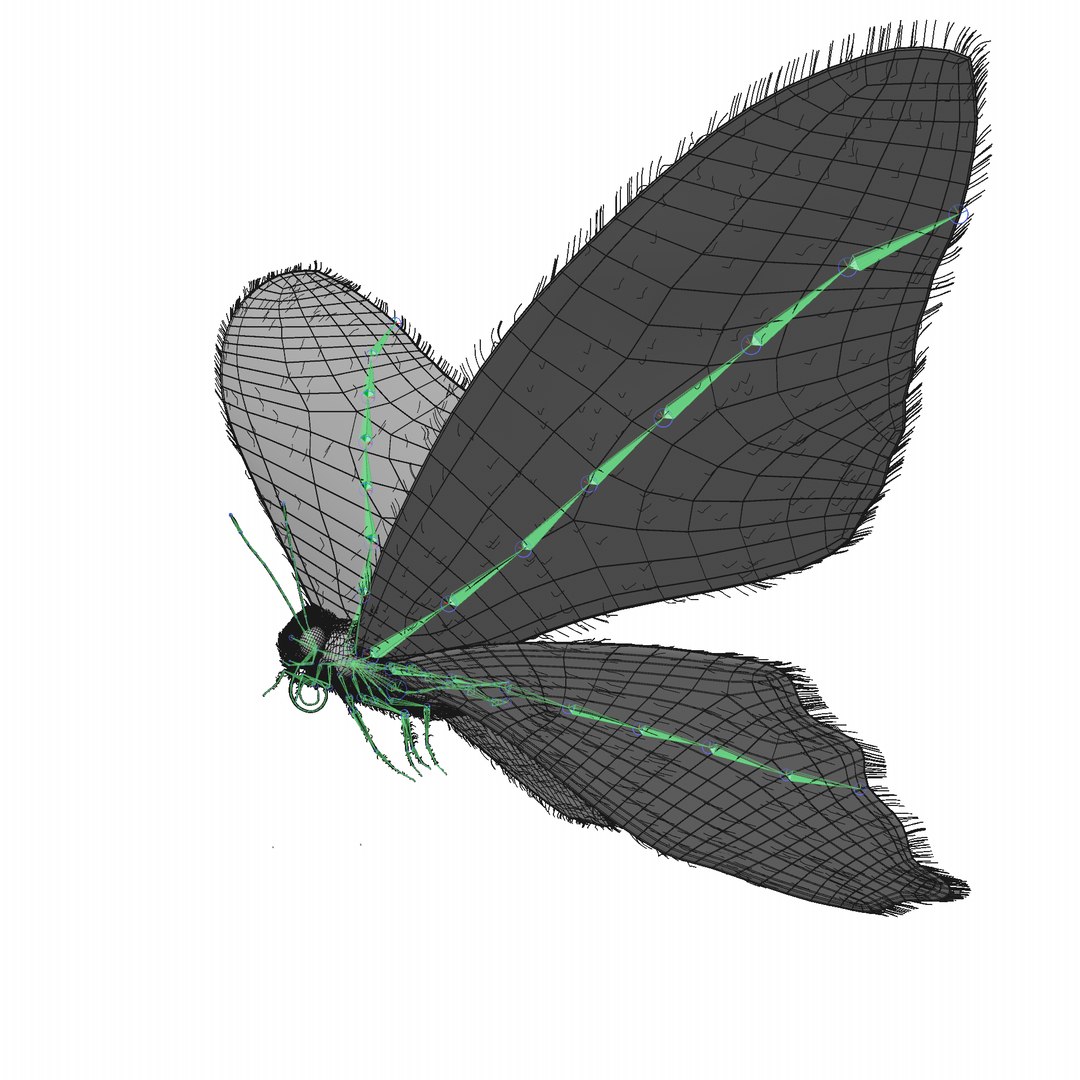 ButterflyAnimationC4D 3D - TurboSquid 2205364