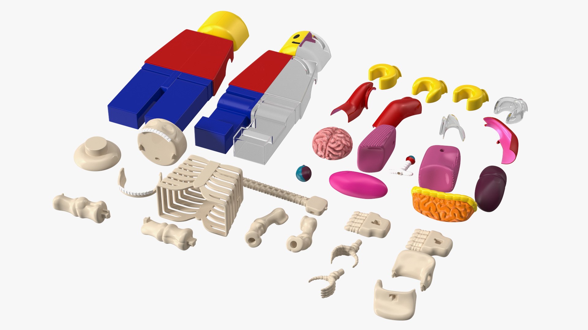 Anatomical LEGO Man Details 3D model - TurboSquid 1820870