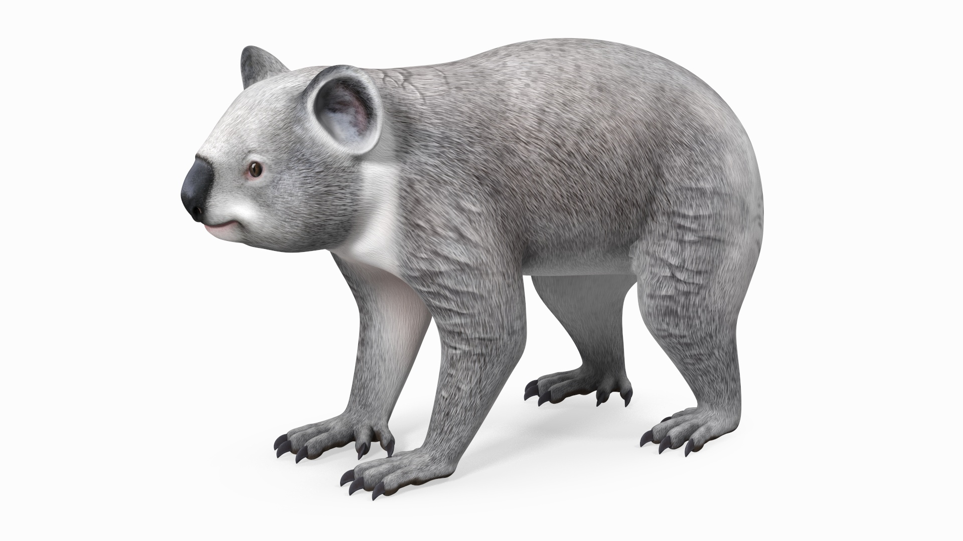 Australian Koala Rigged 3D - TurboSquid 2170102