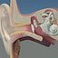 Stylized Ear Inner 3d Model