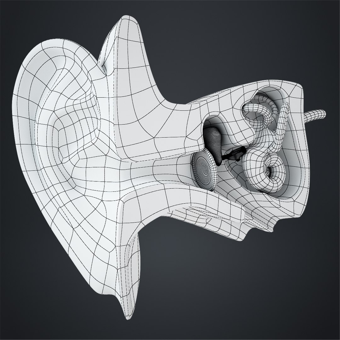 Stylized Ear Inner 3d Model