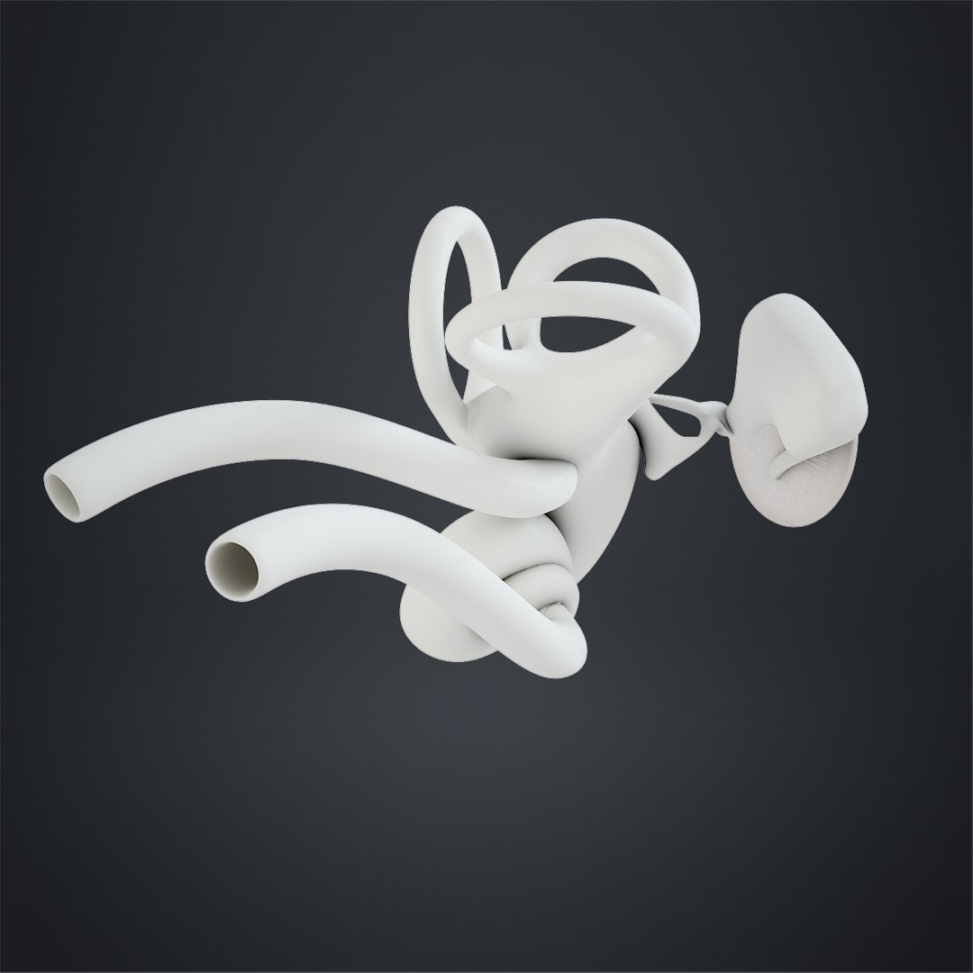 Stylized Ear Inner 3d Model