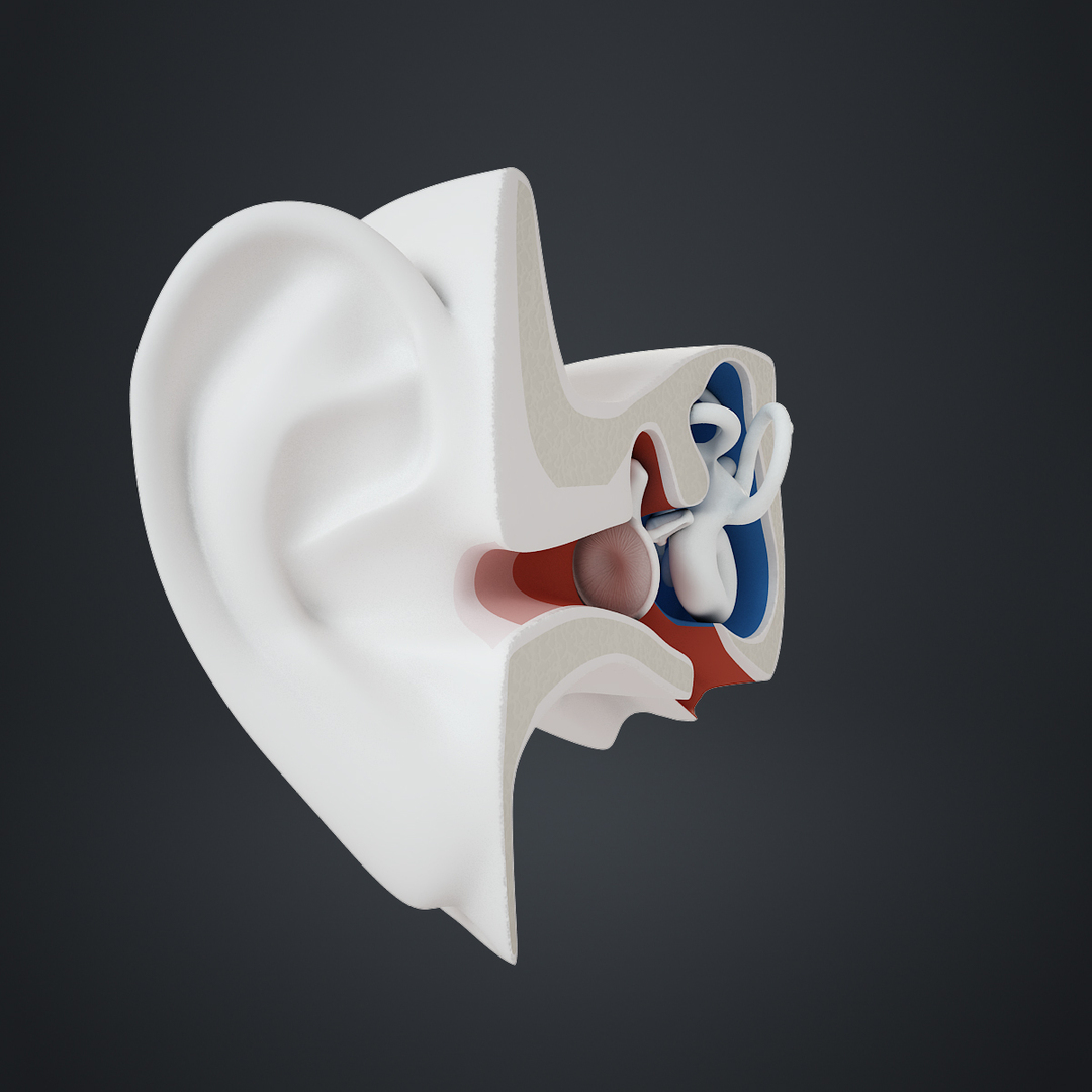 Stylized Ear Inner 3d Model