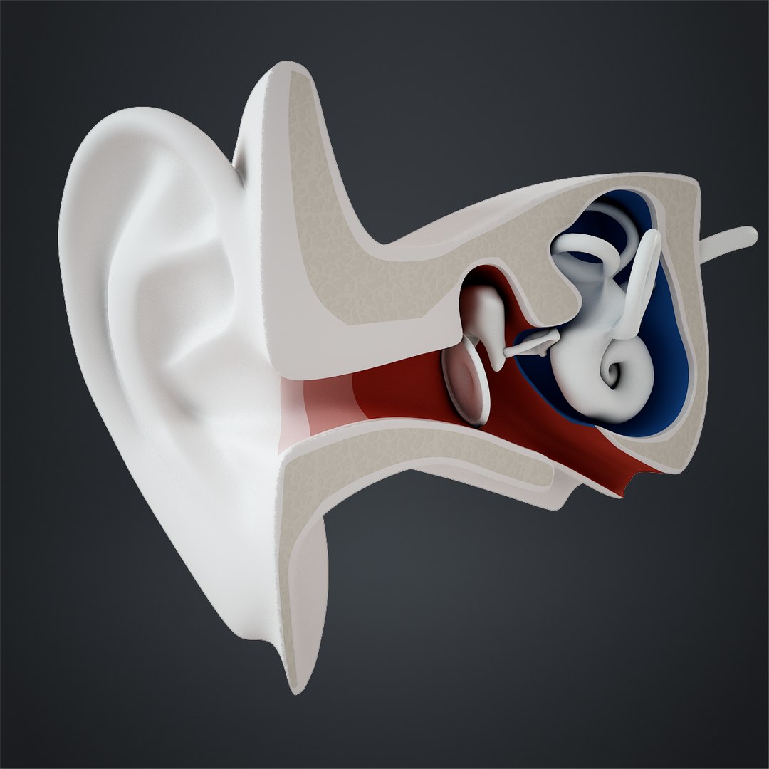 Stylized Ear Inner 3d Model