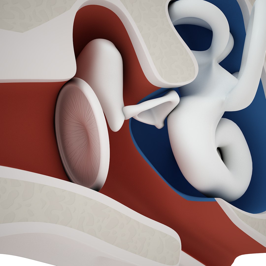 Stylized Ear Inner 3d Model