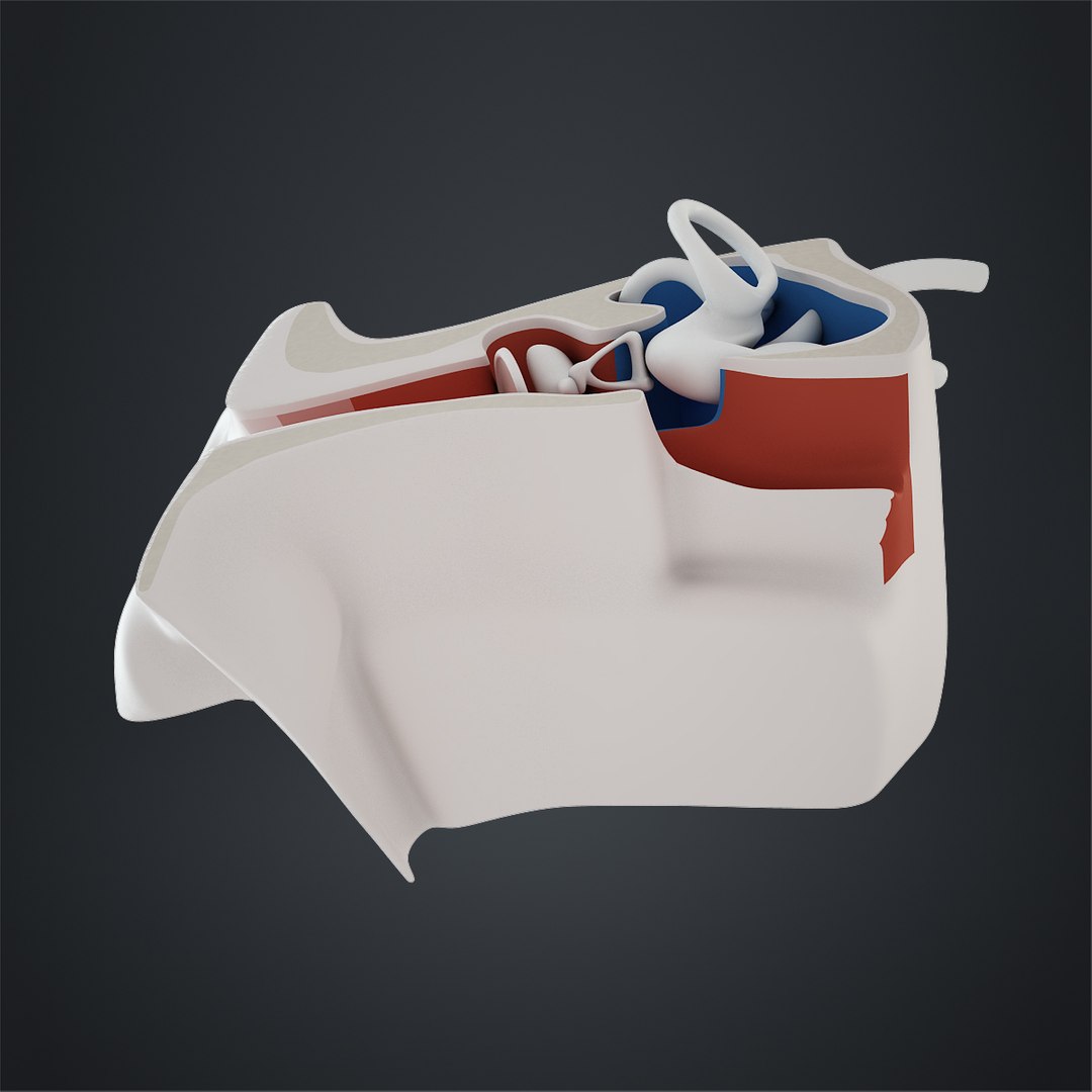 Stylized Ear Inner 3d Model