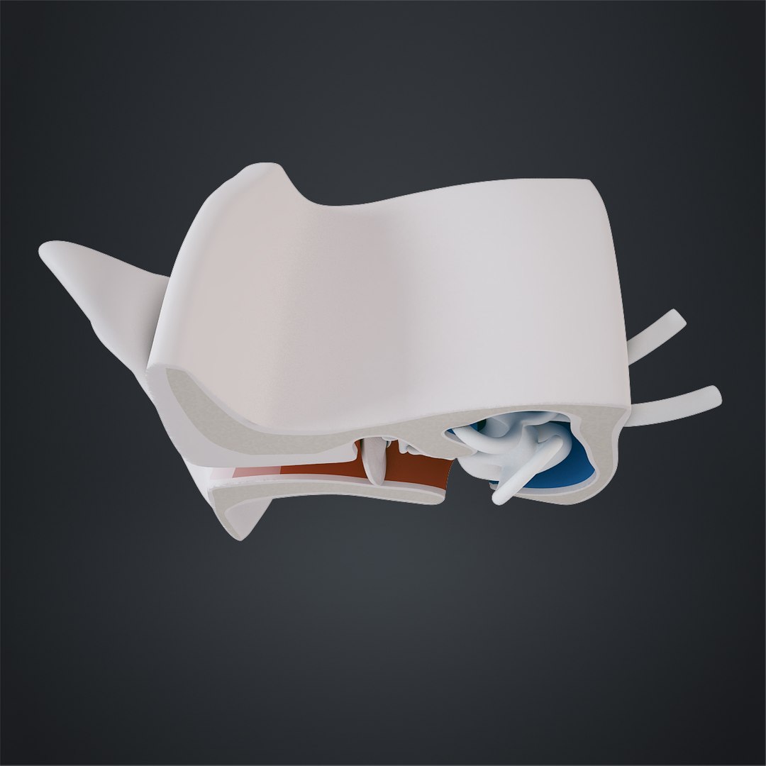 Stylized Ear Inner 3d Model