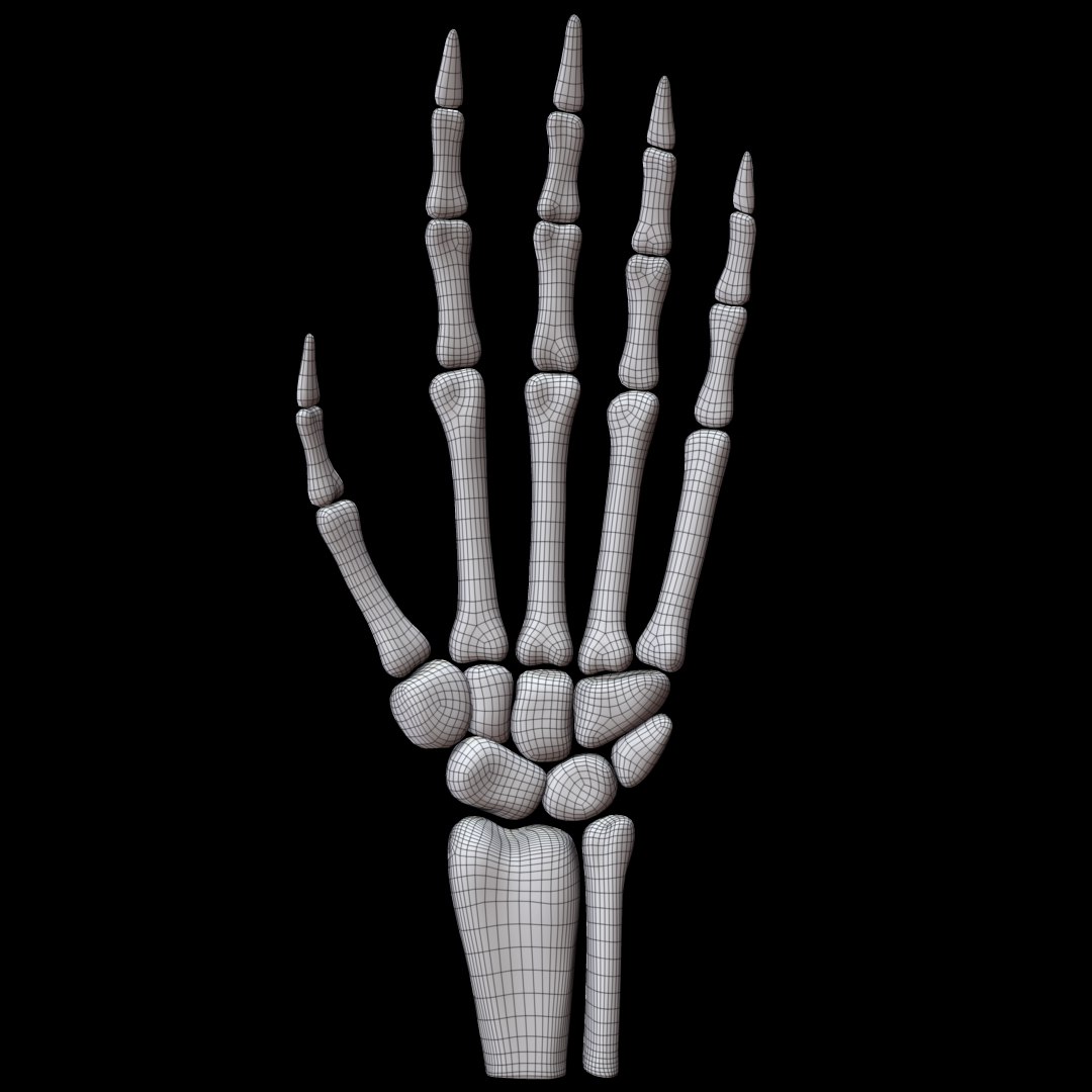3D skeleton hand skelet - TurboSquid 1574694