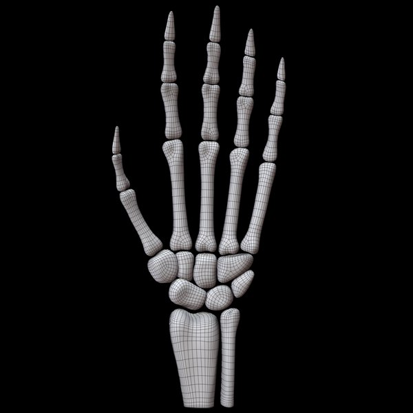 3D skeleton hand skelet - TurboSquid 1574694