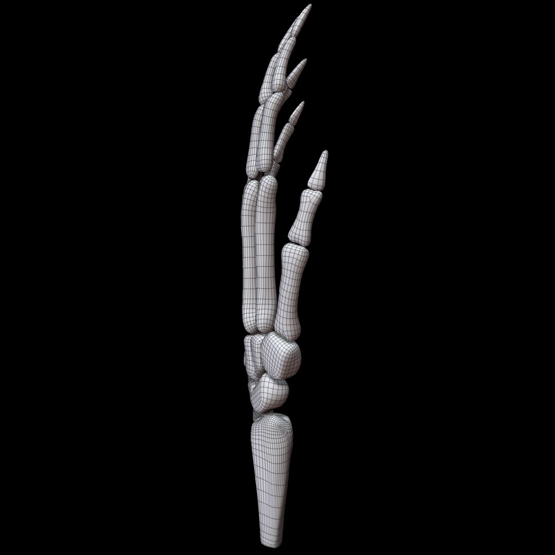 3D skeleton hand skelet - TurboSquid 1574694