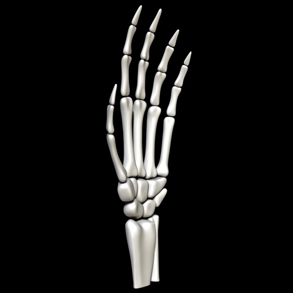 3D skeleton hand skelet - TurboSquid 1574694