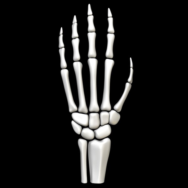 3D skeleton hand skelet - TurboSquid 1574694