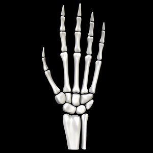 Skeletal Hand 3D Models for Download | TurboSquid