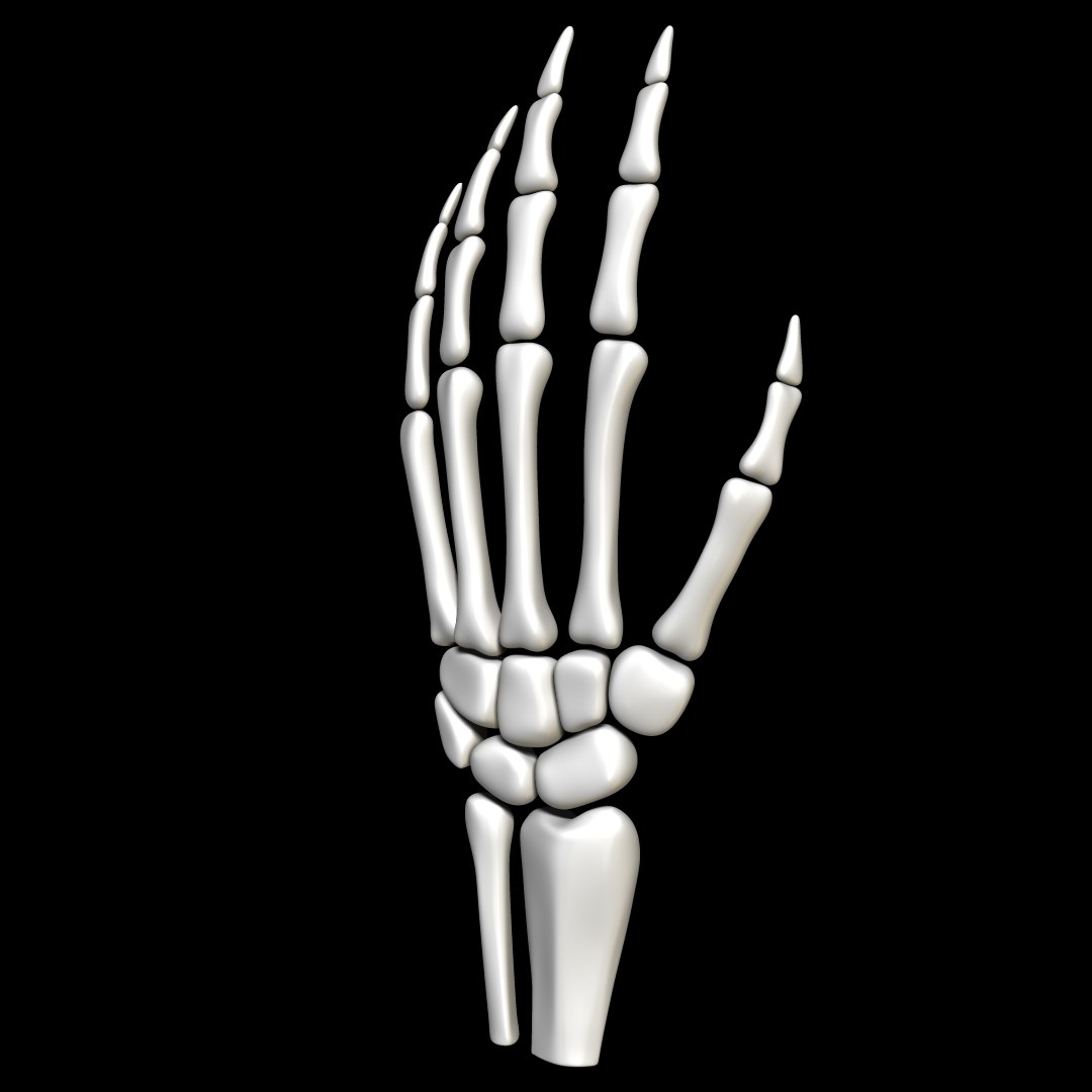 3D skeleton hand skelet - TurboSquid 1574694