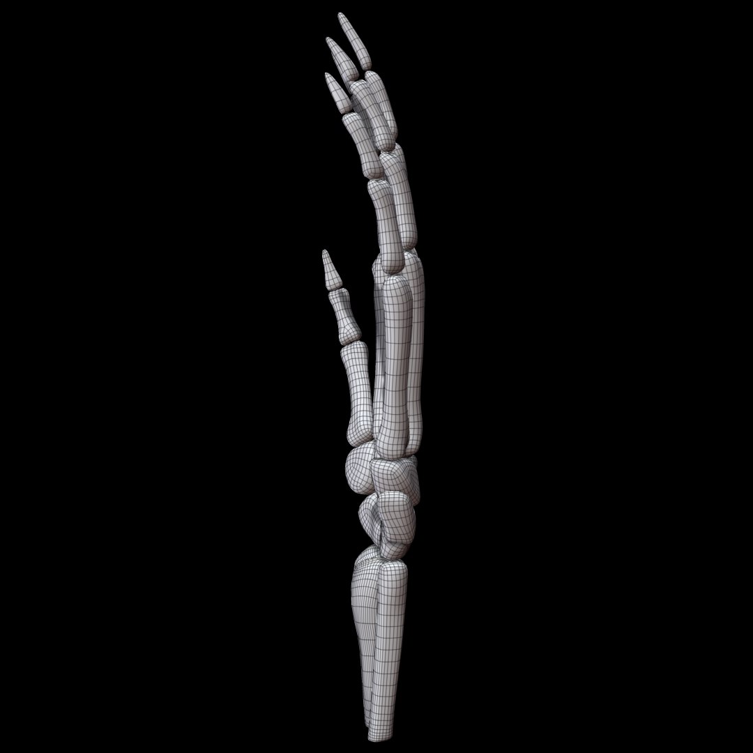 3D skeleton hand skelet - TurboSquid 1574694