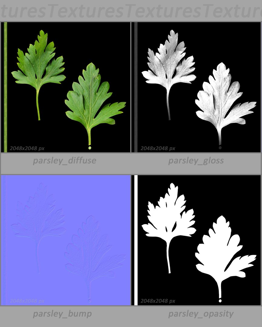 Parsley 3d Model