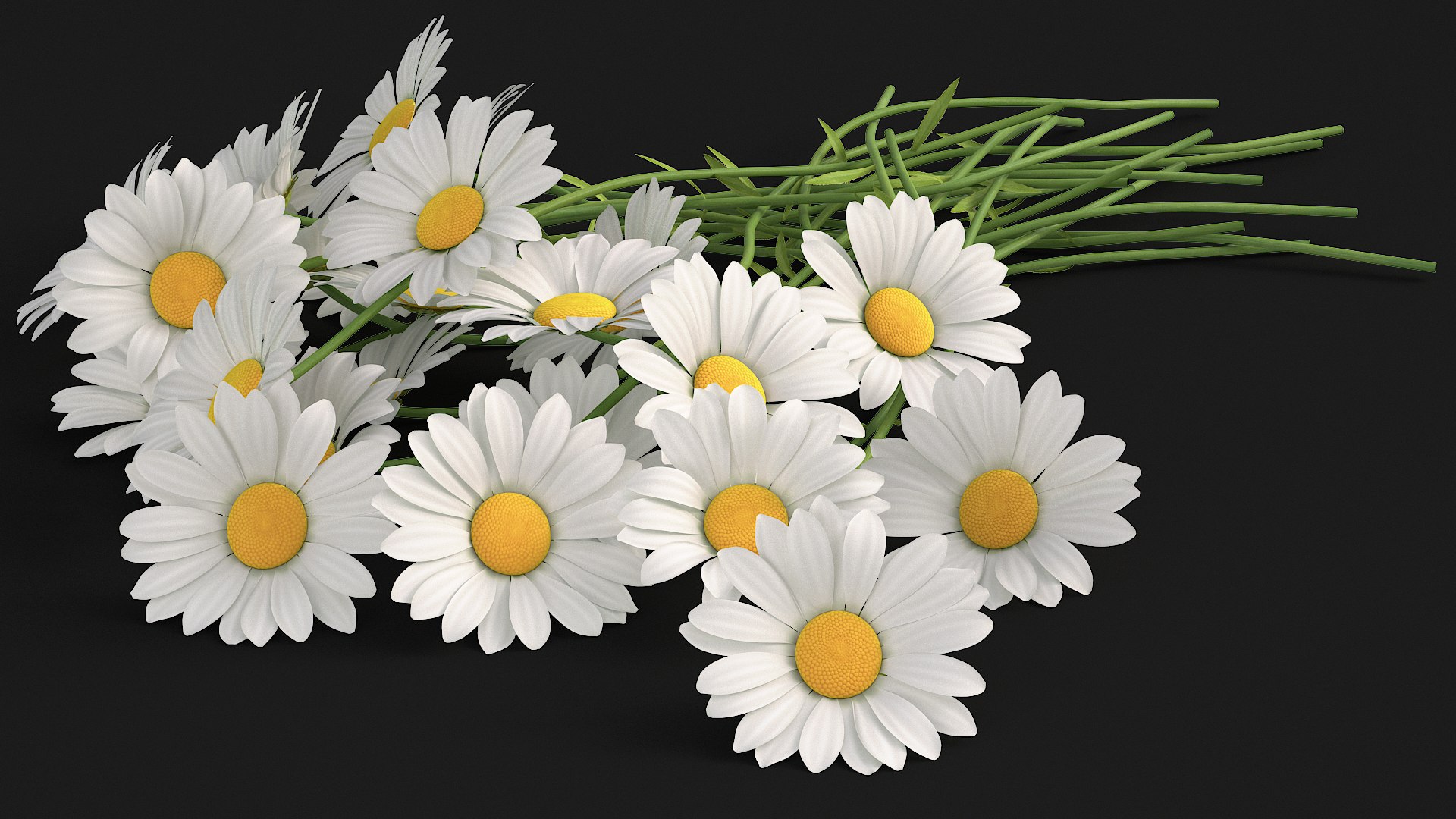 Chamomile 3D Model - TurboSquid 1599202