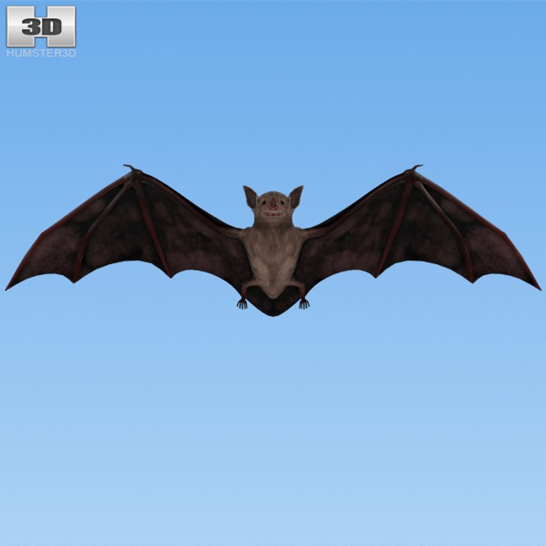 3D model common bat - TurboSquid 1241091