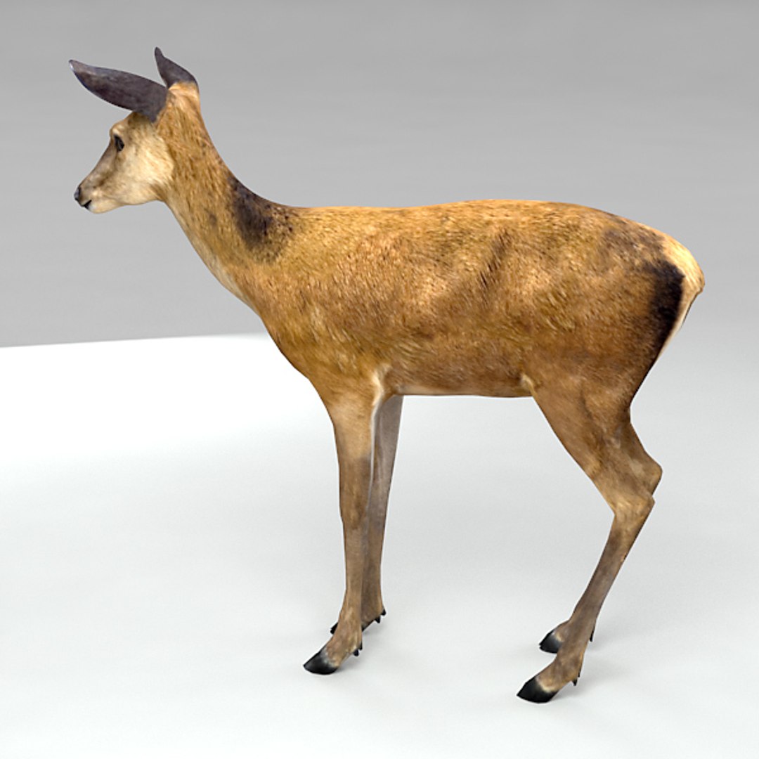 Maya Deer Doe Animate