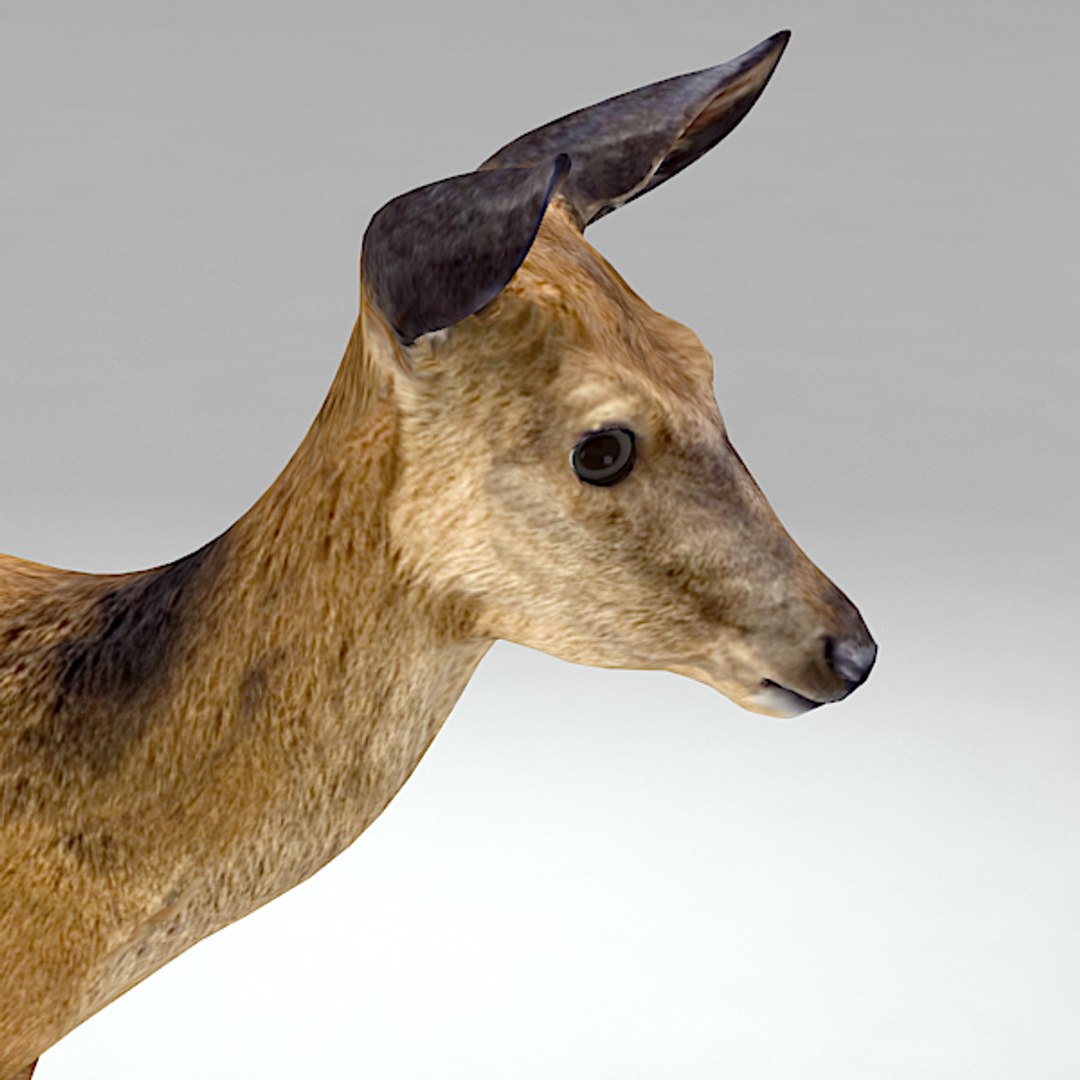 Maya Deer Doe Animate