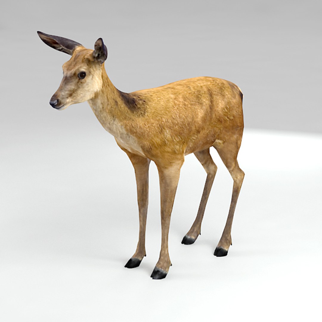 Maya Deer Doe Animate