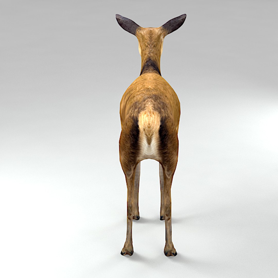 Maya Deer Doe Animate