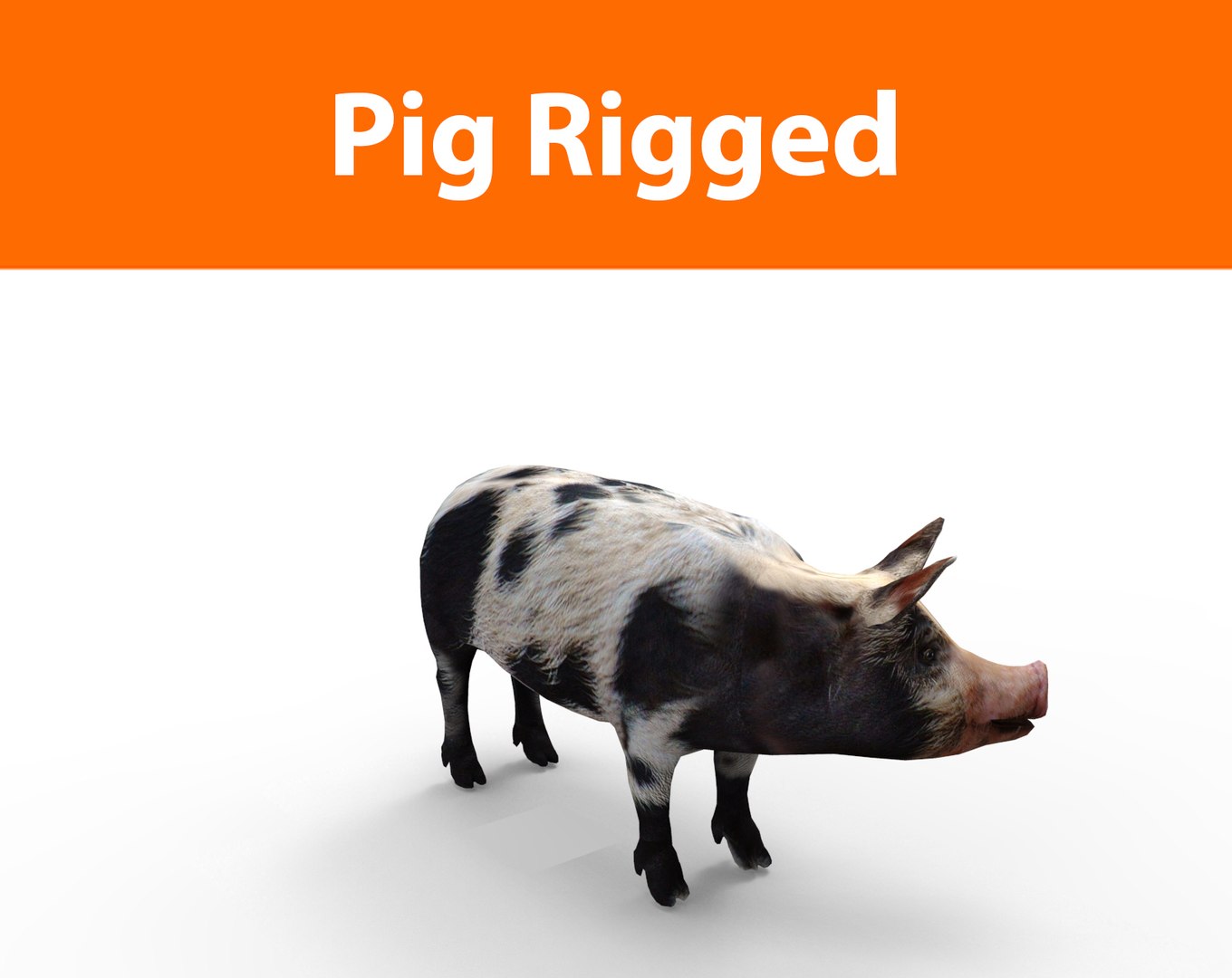 Pig Rigged 3d Max