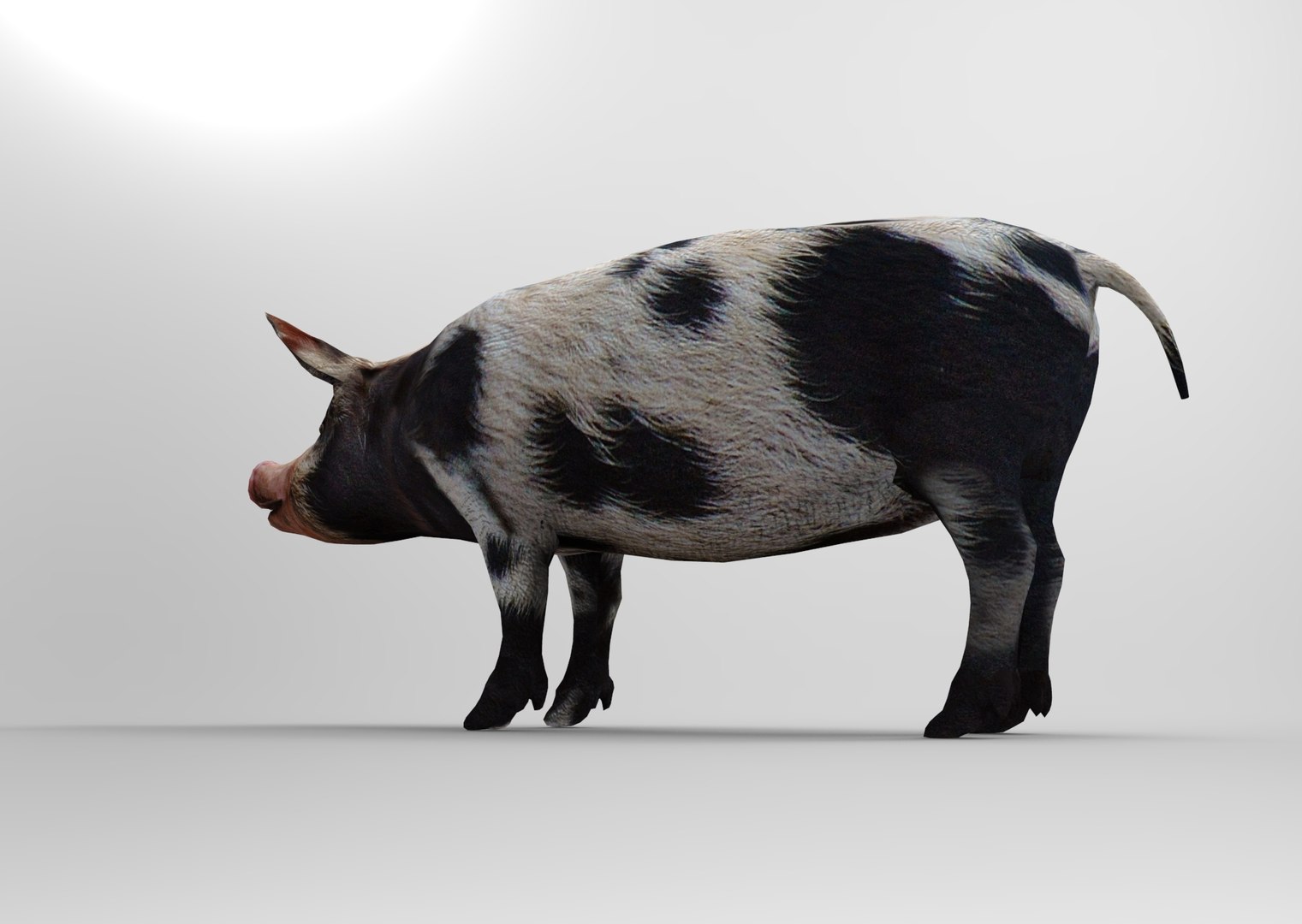 Pig Rigged 3d Max
