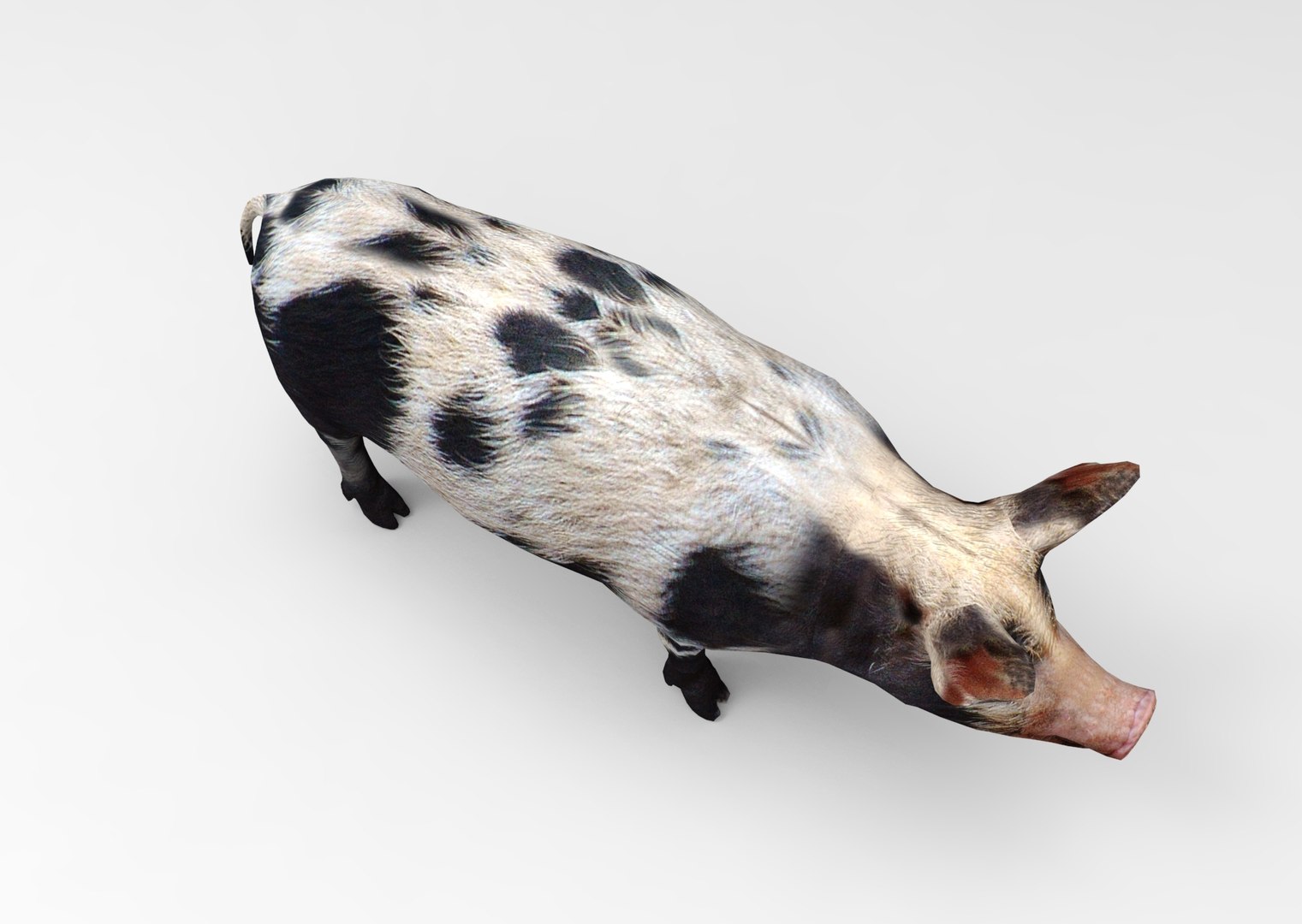 Pig Rigged 3d Max