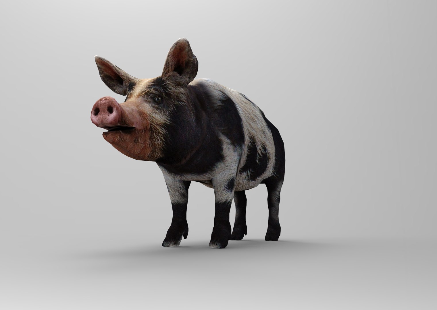 Pig Rigged 3d Max