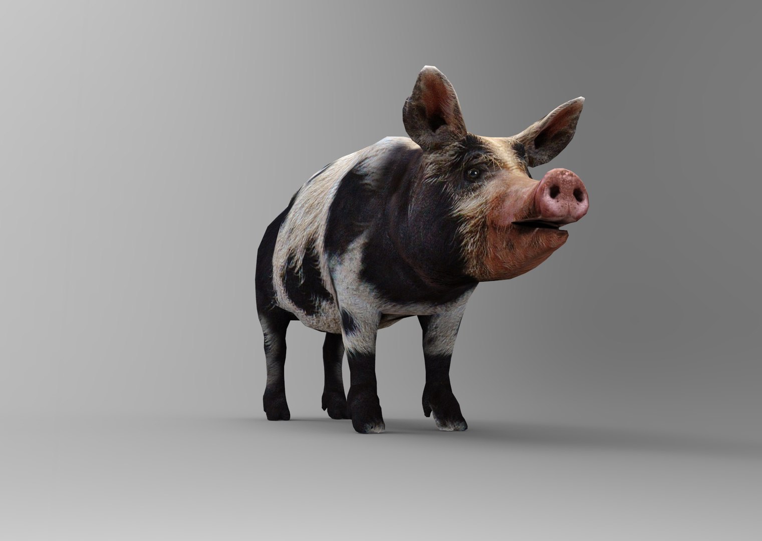 Pig Rigged 3d Max