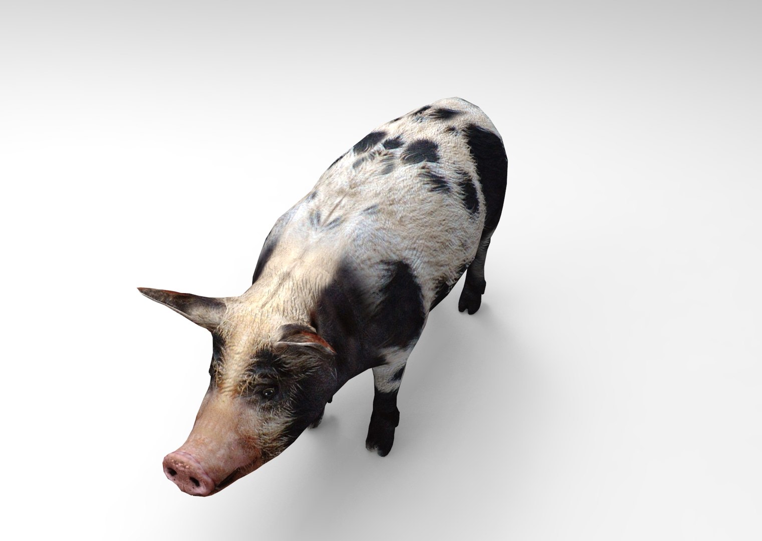 Pig Rigged 3d Max
