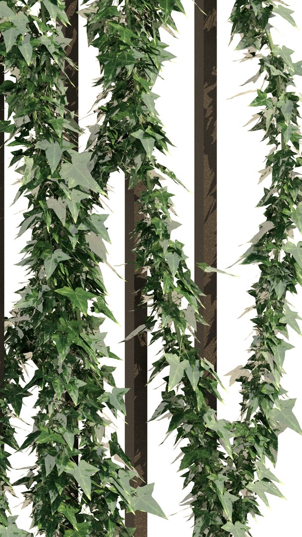 Plant Ivy Model - TurboSquid 1589881
