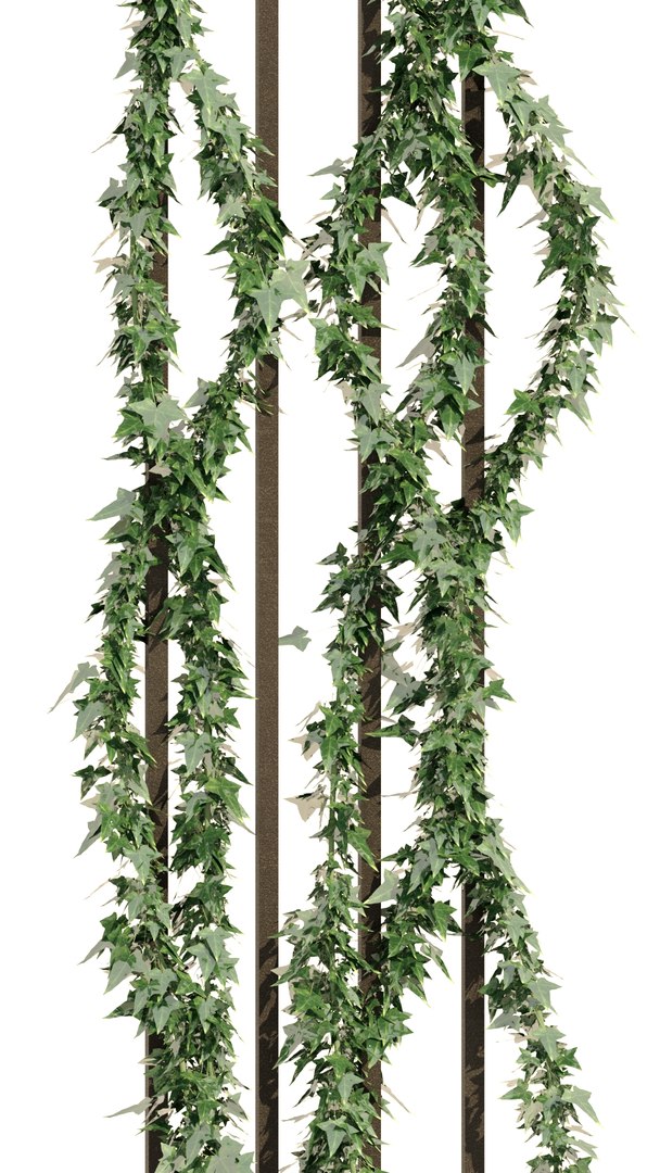 Plant Ivy Model - TurboSquid 1589881