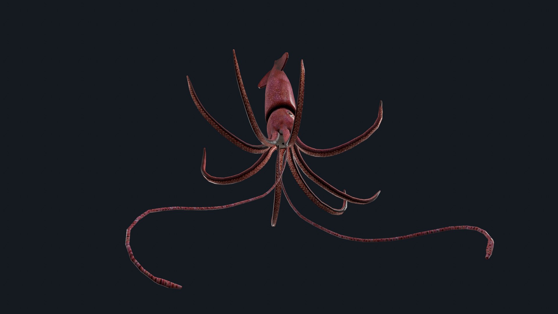 Animated Squid 3D - TurboSquid 2233891
