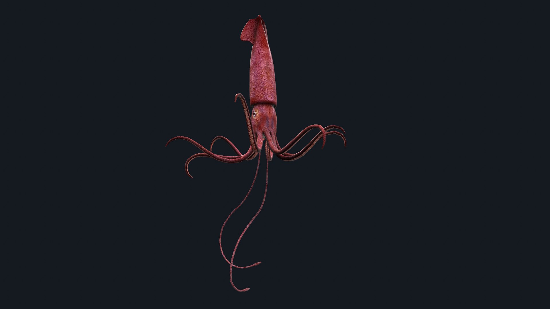 Animated Squid 3D - TurboSquid 2233891