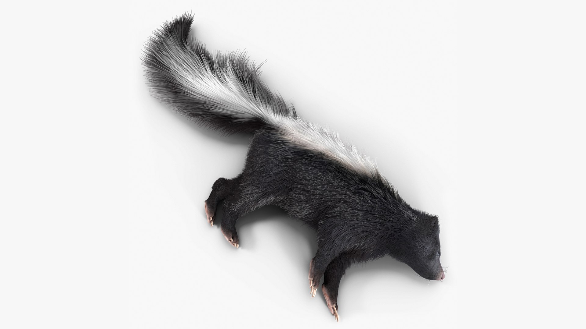Skunk Lying Fur 3D Model - TurboSquid 2110849
