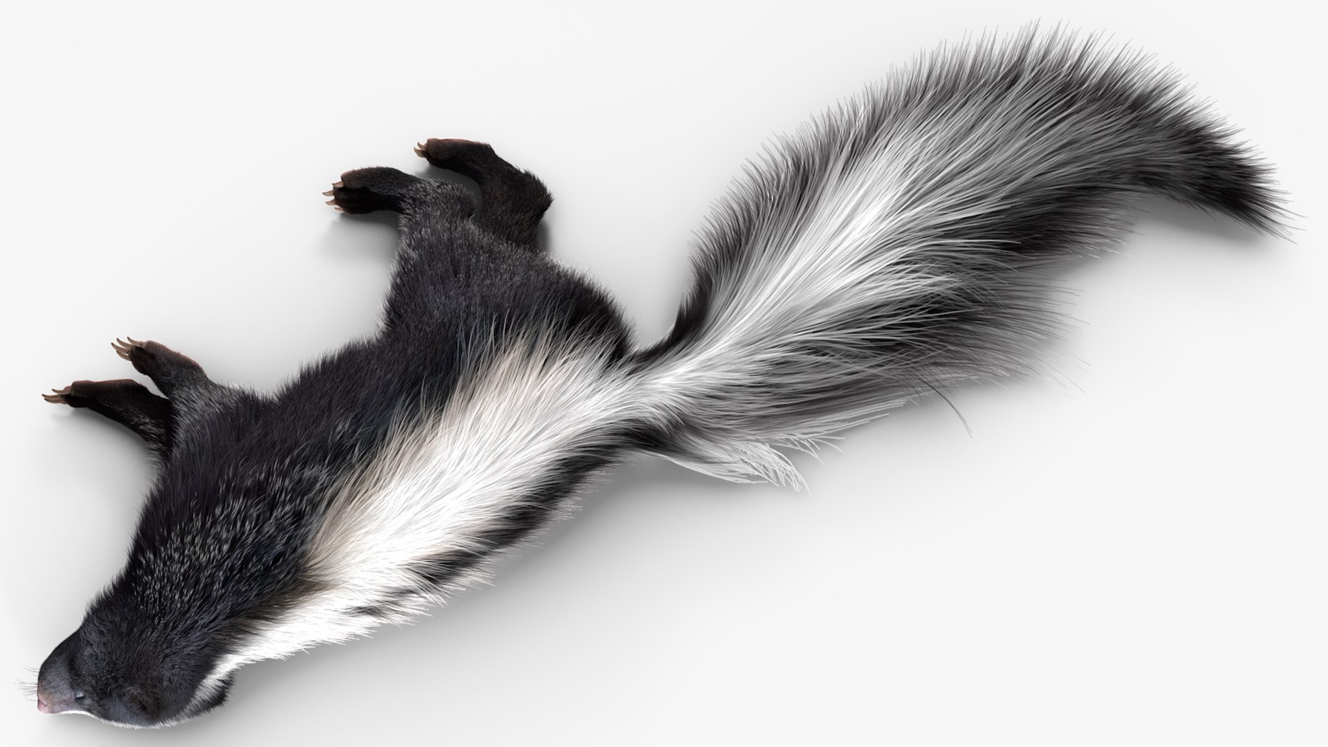 Skunk Lying Fur 3D Model - TurboSquid 2110849