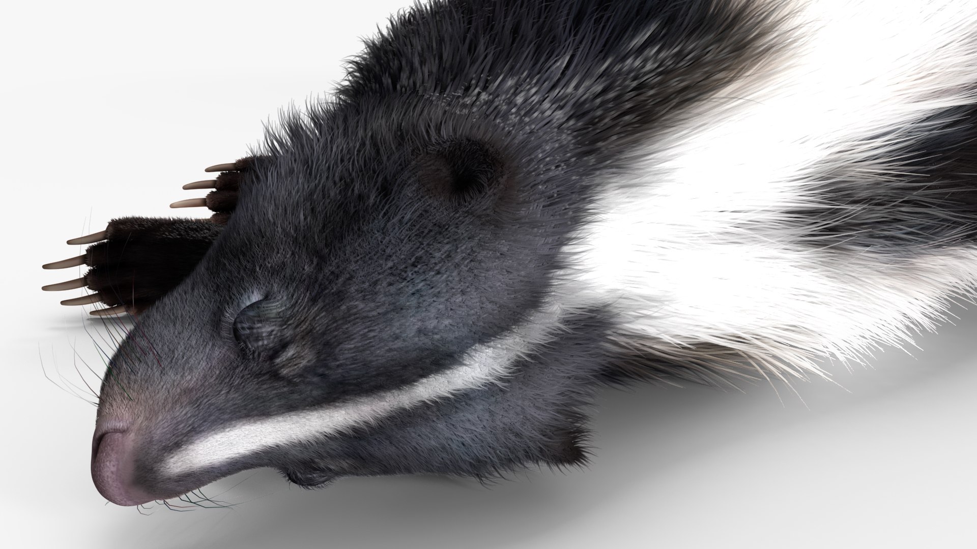 Skunk Lying Fur 3D Model - TurboSquid 2110849