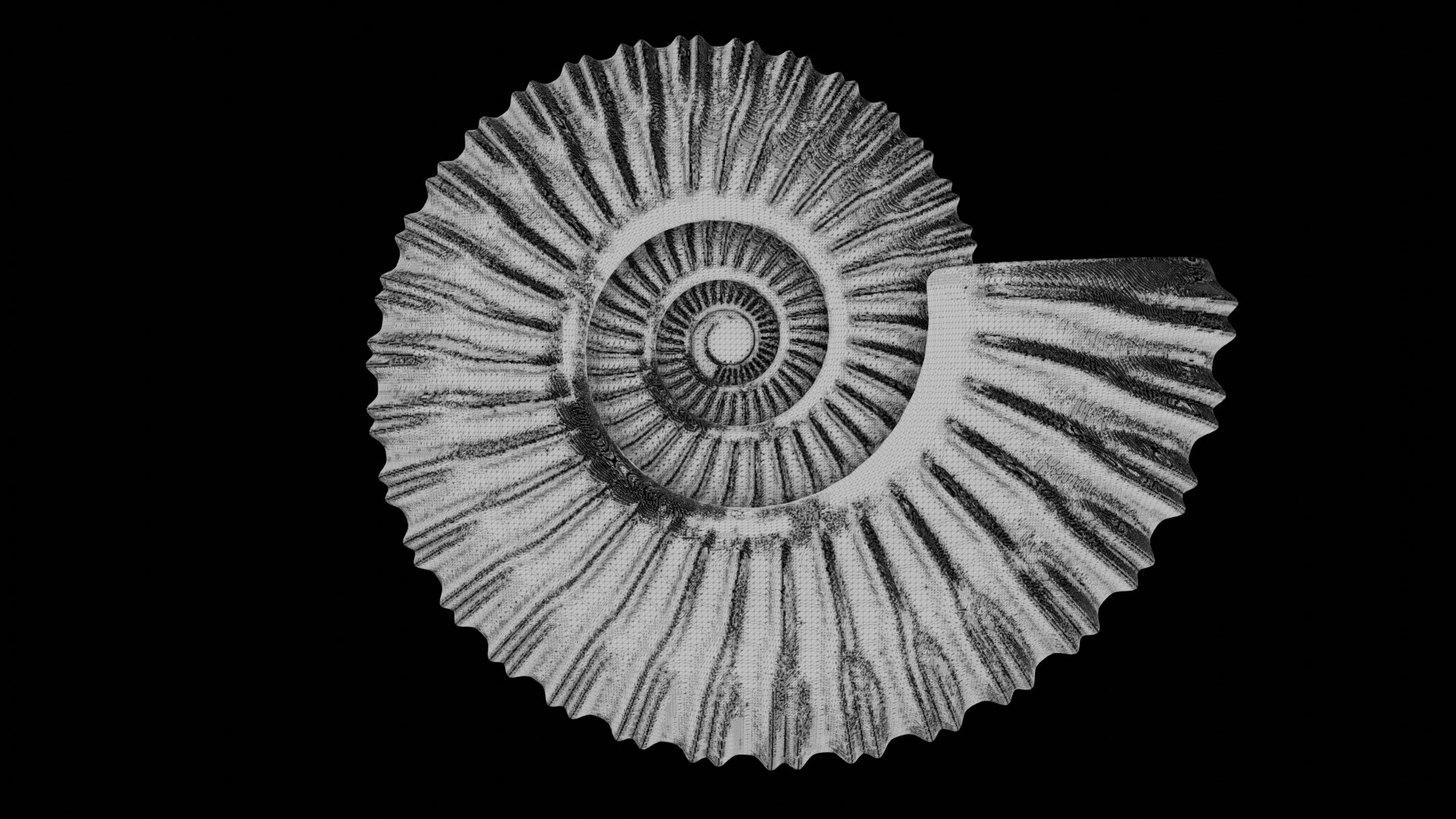 3D Ammonoid Shell With Monoschizotomous Bipartite Ribs Model ...