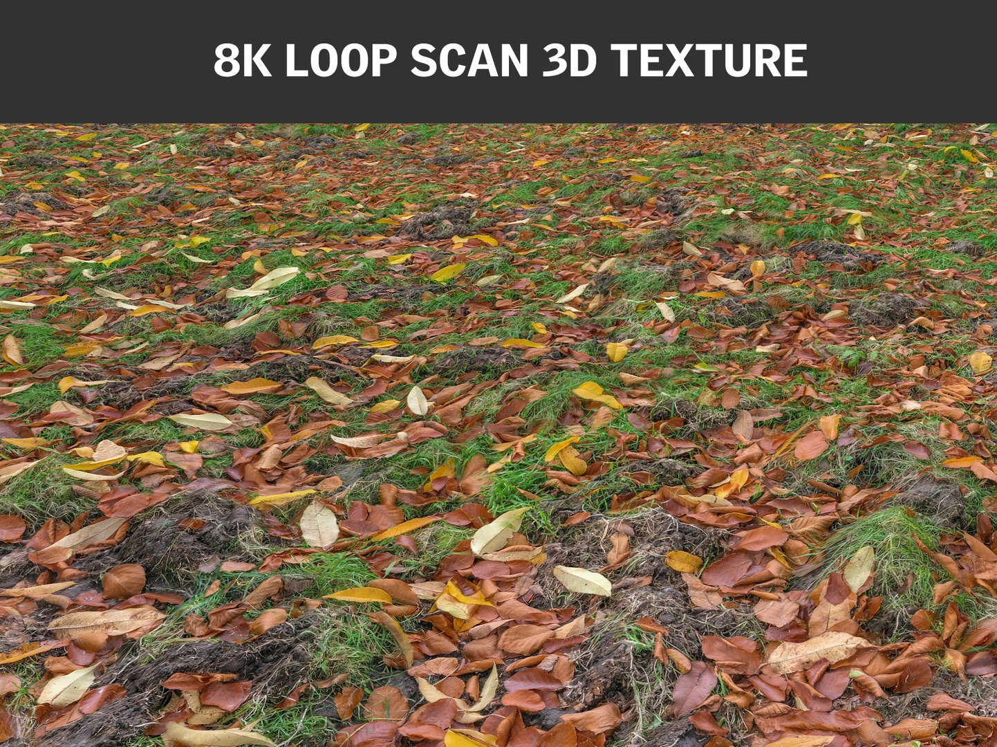 3dsmax Autumn Lawn Ground Scan