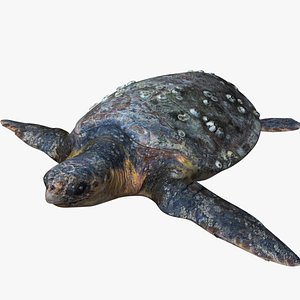 Western Pond Turtle 3D Models for Download | TurboSquid