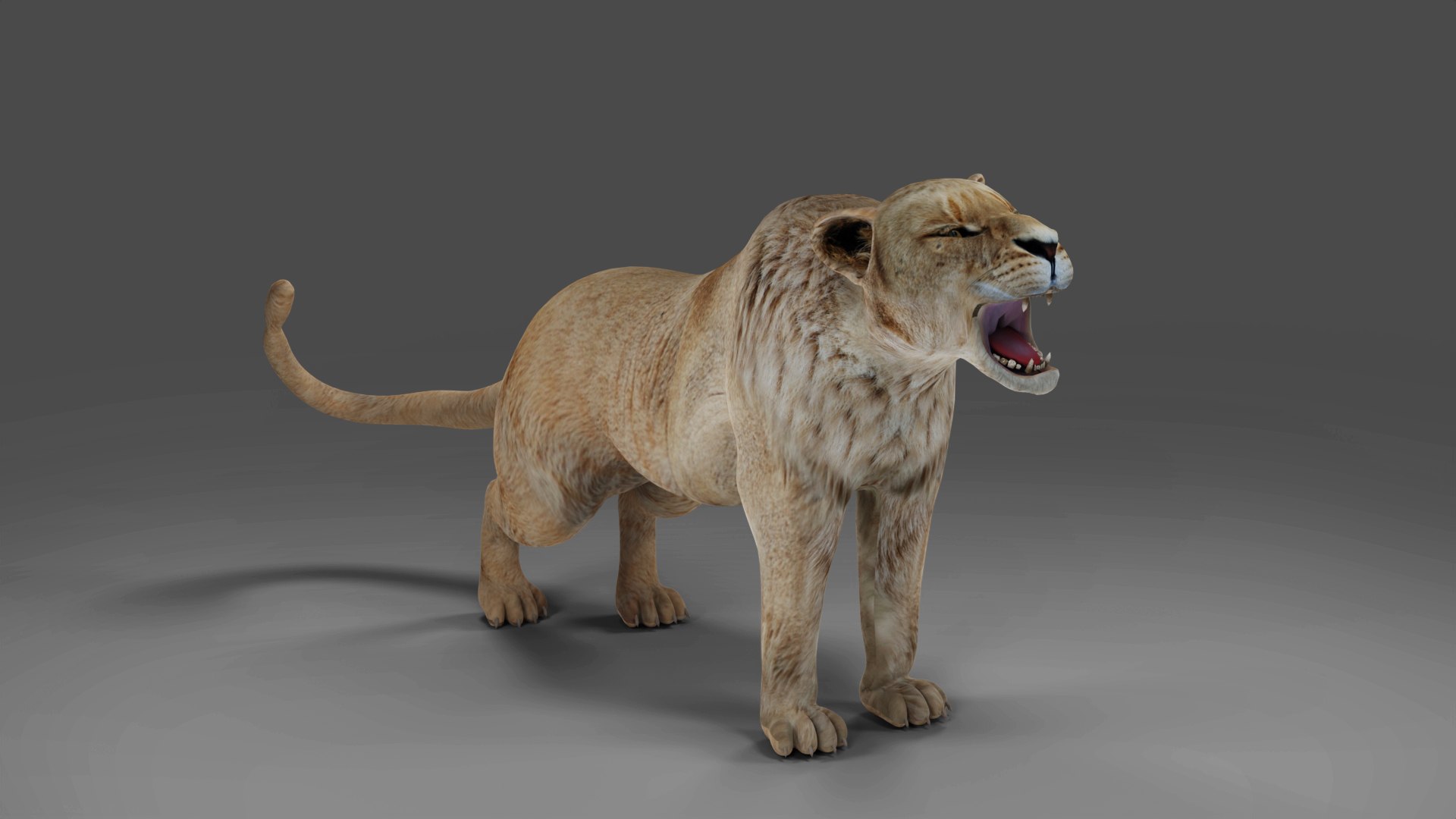 Lioness Rigged V01 In Blender Model - TurboSquid 2096205