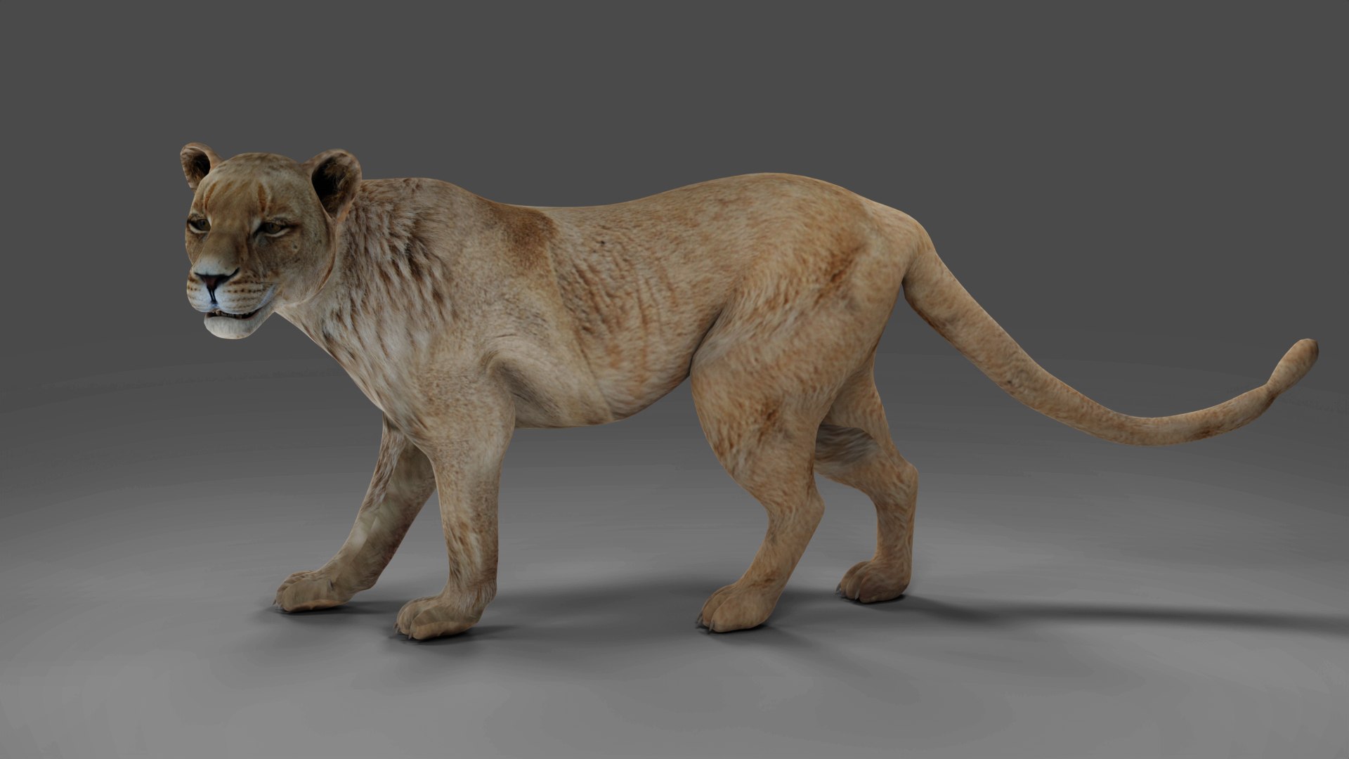 Lioness Rigged V01 In Blender Model - TurboSquid 2096205