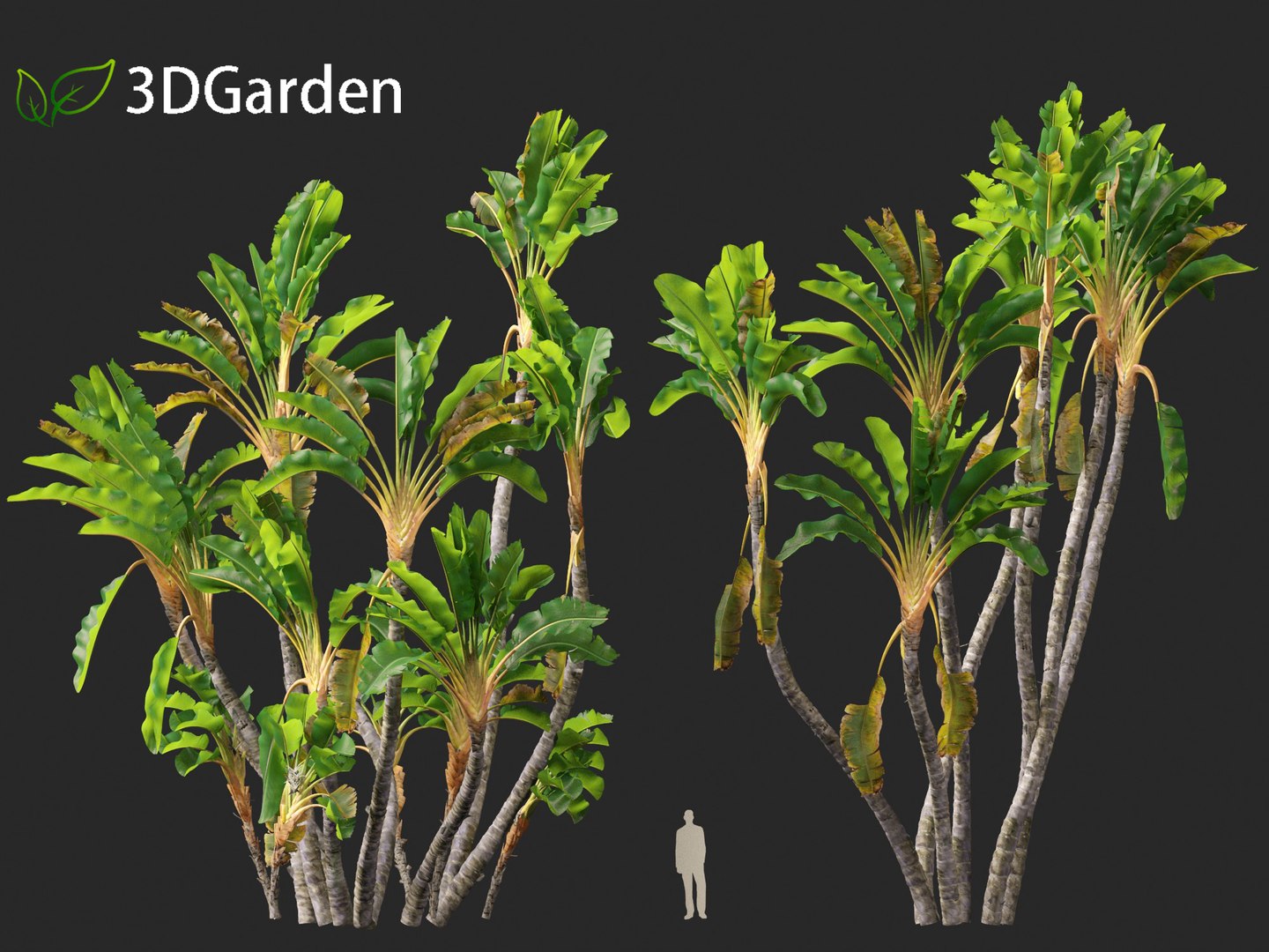 Strelitzia Nicolai - Natal Wild Banana Tree 02 3D Model - TurboSquid ...