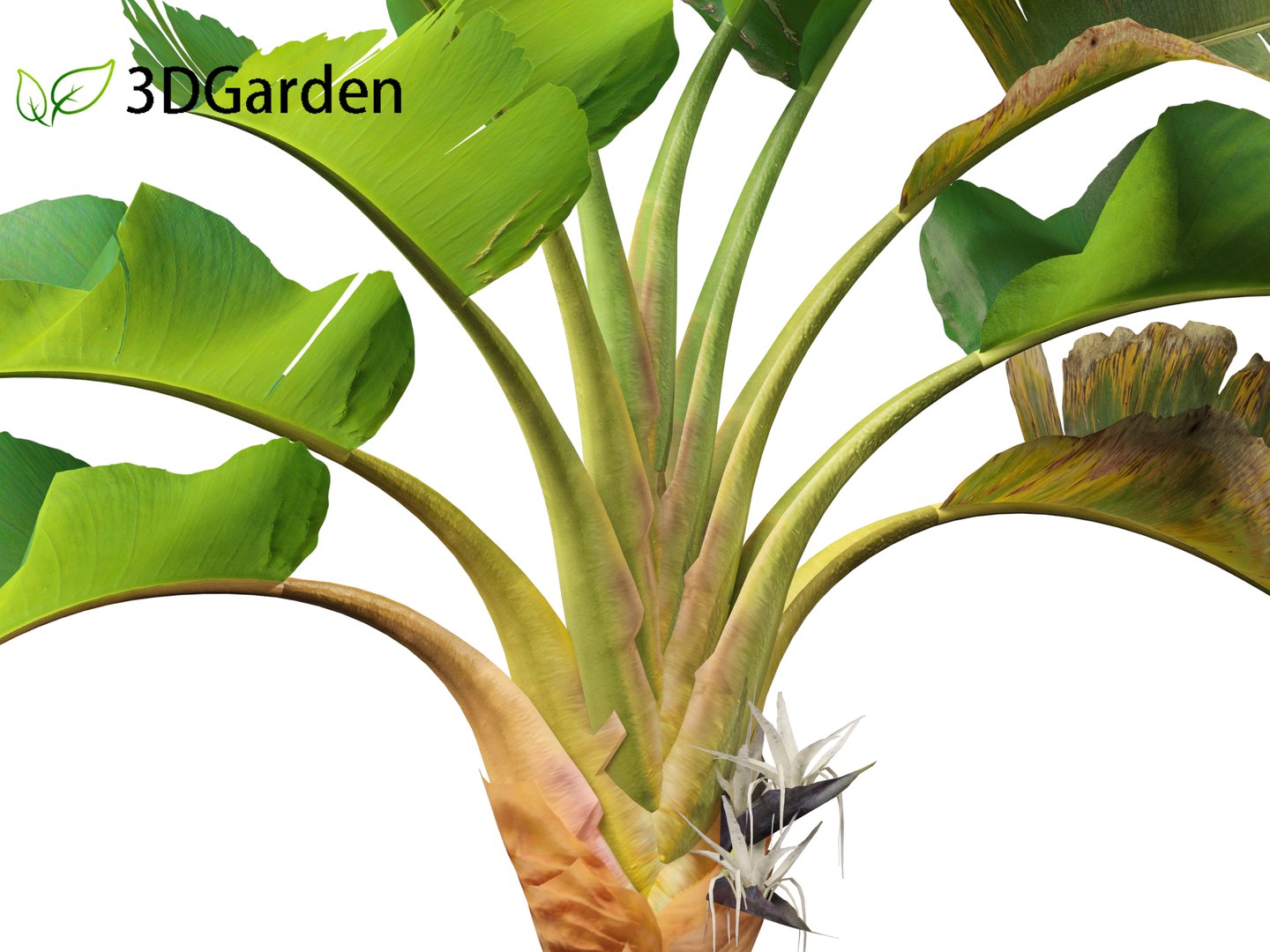 Strelitzia Nicolai - Natal Wild Banana Tree 02 3D Model - TurboSquid ...